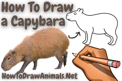 How To Draw A Locust Easy Drawing Tutorial