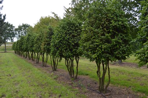 Multi Stem Trees Gallery Valley Plants