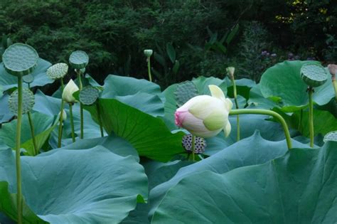 Plants That Had Rather Phyte Than Switch Habits And Habitats Juniper