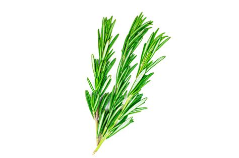 고립 된 상단보기 평면 누워 신선한 녹색 로즈마리 잎 나뭇 가지와 흰색 배경에 가지 0명에 대한 스톡 사진 및 기타 이미지 0명 개체 그룹 건강관리와 의술 Istock