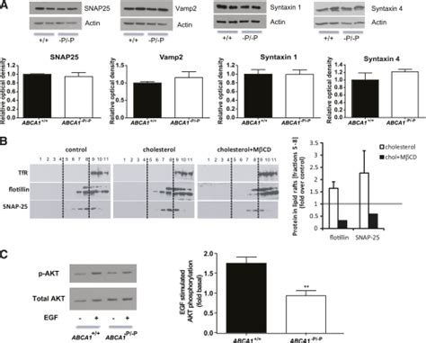 Cholesterol Accumulation Alters Membrane Microdomain Organization And Download Scientific