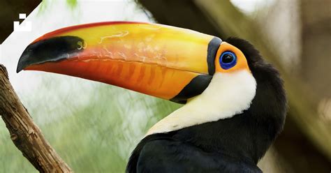 블랙 옐로우와 화이트 펭귄 사진 Unsplash의 무료 새 이미지