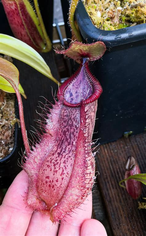 Nepenthes Spathulata X Hamata Scrolller
