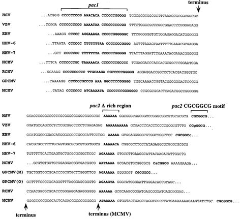 Conserved Sequences At Herpesvirus Termini Alignments Of The Terminal Download Scientific