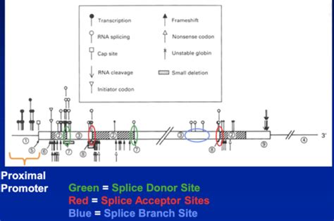 Arp Cell Bio Flashcards Quizlet