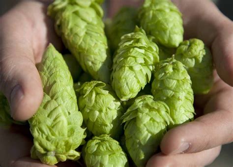How To Harvest Prepare And Store Homegrown Hops American Homebrewers