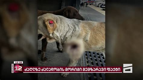 ცხოველის მიმართ სასტიკი მოპყრობის მორიგი ფაქტი იმერეთში Youtube