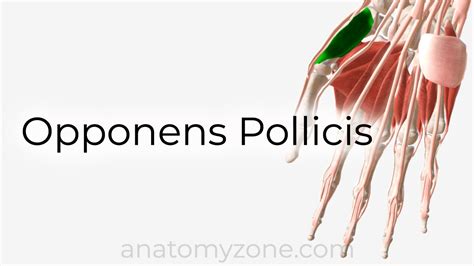 Upper Limb 3d Interactive Anatomy Tutorials