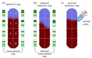Correcting Instructive Electric Potential Patterns In Multicellular