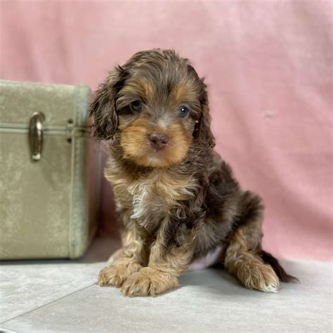 Chocolate Cavapoo