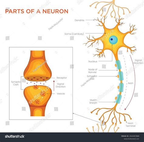 Neuron Consists Cell Body Soma Dendrites Stock Vector Royalty Free