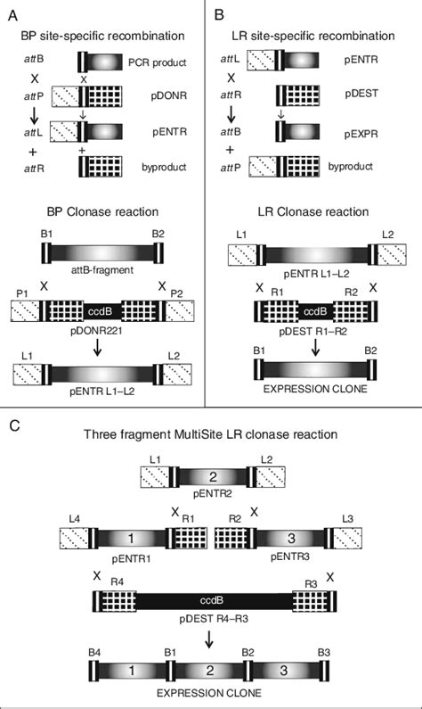 1 Schematic Representation Of Att Sites And Gateway Recombination Download Scientific Diagram