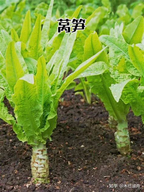 莴苣家族莴苣莴笋生菜油麦菜包生菜 知乎