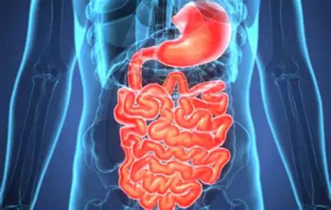 Research Suggests That Antiviral Defense Regulates Intestinal Function And Overall Gut Health