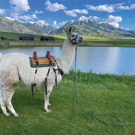 Llama Hikes In Yellowstone Guided Llama Trekking Experience