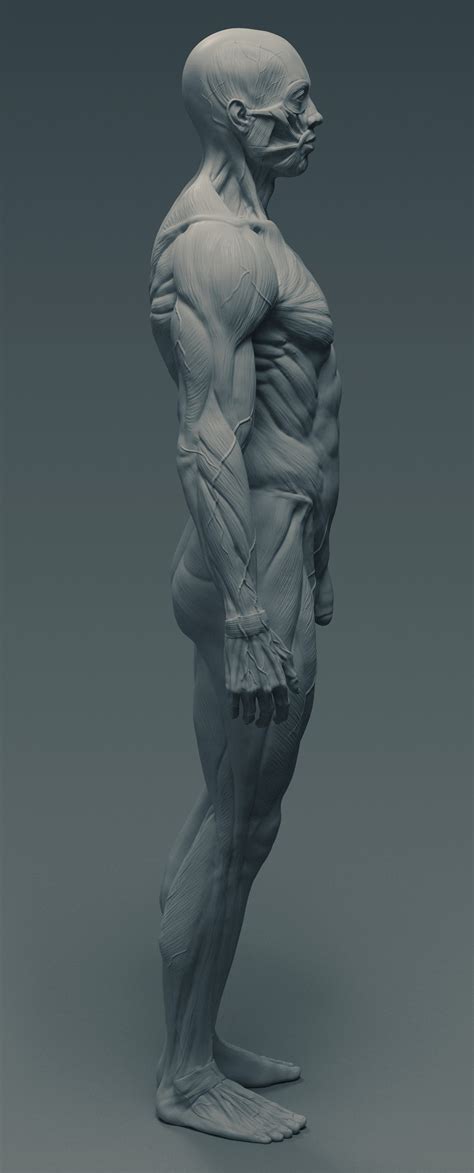 Artstation Ecorché Anatomy Male Reference Model 3d Print Ready