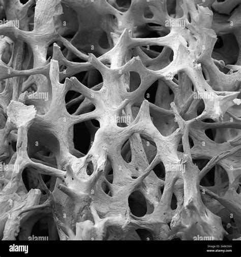 Microscopic Bone Structure Coloring Pages 2025