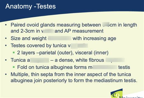 Testes Anatomy Diagram Quizlet