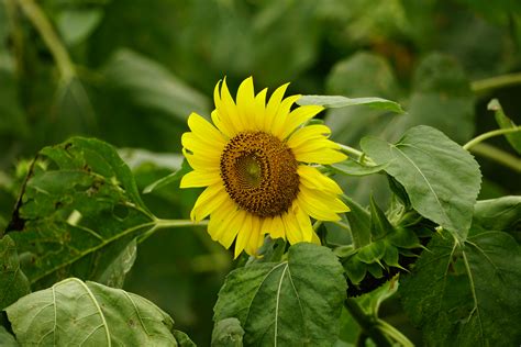 경치 광합성 꽃 꽃이 피는 꽃잎 나뭇잎 노란색 꽃 농업 농업 경제학 농장 농촌의 들판 밝은 생물 다양성 생태계 선명한 수분 식물 식물 생활