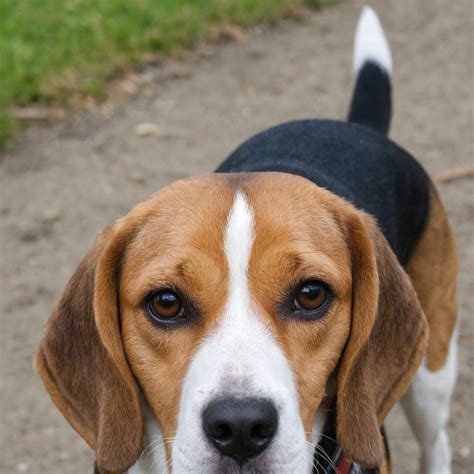 Chat With Molly Enjoy Free AI Character Voice Chat Talkie AI Cute