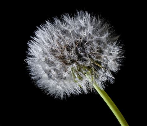 무료 이미지 잔디 분기 검정색과 흰색 사진술 민들레 잎 단색화 플로라 닫다 매크로 사진 꽃 피는 식물 데이지 가족 흑백 사진 식물 줄기 육상