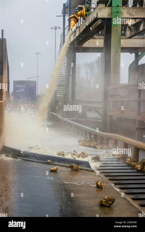 Sugar Beet Sugar Beet Beet Root Sugar Beet Root Beta Vulgaris Var Altissima Sugar Factory