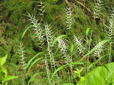 Elymus Hystrix Bottlebrush Grass Honey Petal Plants