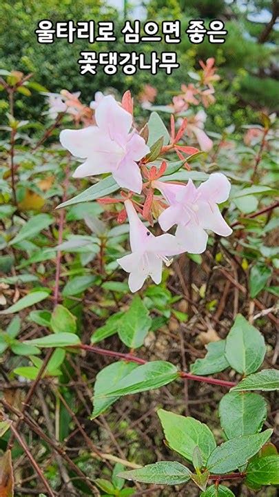 울타리목으로 심으면 좋은 꽃댕강나무 생울타리 꽃댕강나무 Youtube