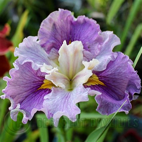 La Iris Renee Fleming Heather Pryor Decadent Daylilies Australia Decadent Daylilies Australia