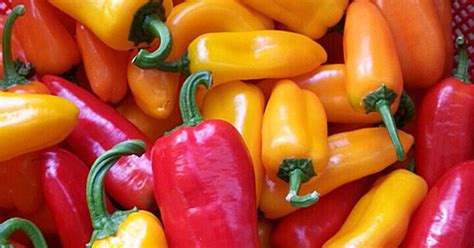 국산미니 파프리카 라온 일본 첫 수출길 올라