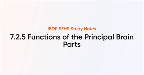 Functions Of The Principal Brain Parts 725 Ib Dp Sports Exercise And Health Science Notes