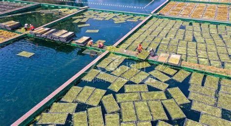 浙江淳安栽植水生蔬菜 人民图片网