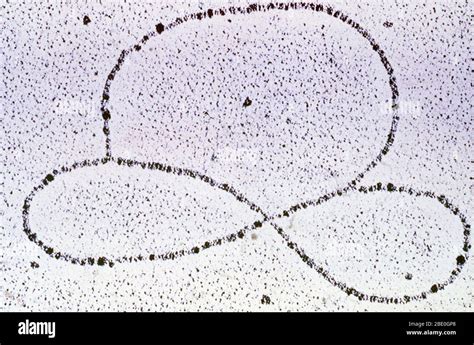 Plasmid Dna In Bacteria
