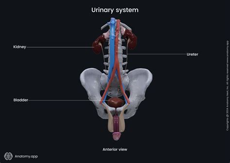 Urinary System Anatomy App