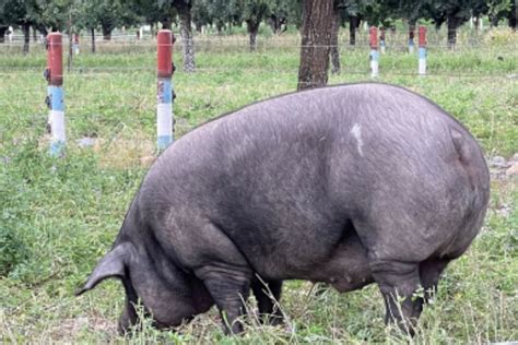 Cría Cerdos Negros Y Hace El único Jamón De Bellotas De La Argentina