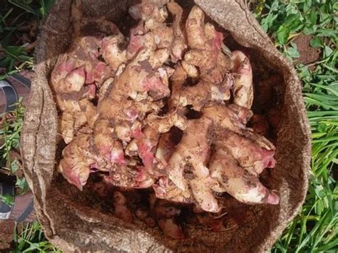A Grade Karnataka Fresh New Ginger Loose Cooking And Medicine At Rs 20kg In Chennai