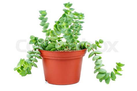 Crassula Rupestris On White Background Colourbox