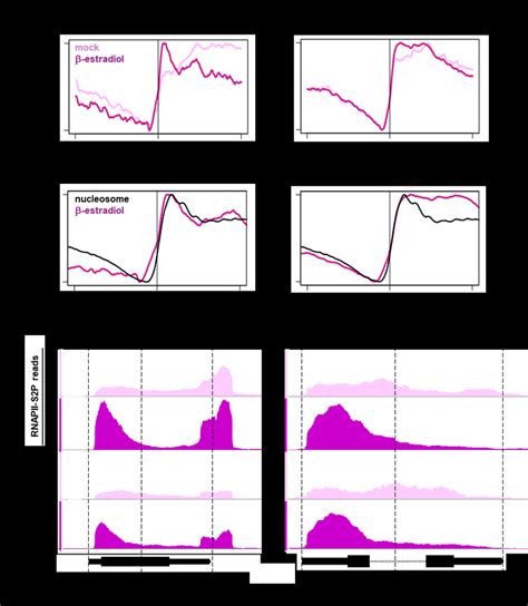 In The Presence Of Tfiis Elongating Rnapii Accumulates Downstream Of