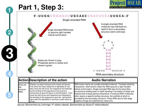 Ppt Structure And Functions Of Rna Powerpoint Presentation Free Download Id 5753919