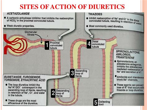 Ppt Diuretics Powerpoint Presentation Free Download Id 6409989