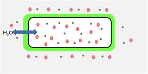 Biol 251 Summer Lab 4 Quiz Flashcards Quizlet