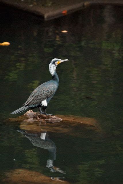 凛々しいカワウ目黒川にオナガガモ集まる 三田巡朗のぐるっと廻って