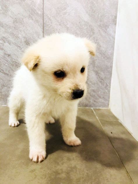 파티푸들 샴 광주애견분양 말티즈성격 부산유기견 마메시바 부산유기견보호센터 시바견가정분양 강아지배변훈련 도그마루 홈스쿨 강아지훈련소 강아지입질 강아지분리불안 강아지짖음