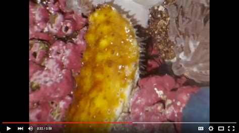 About Echinoderms Shape Of Life