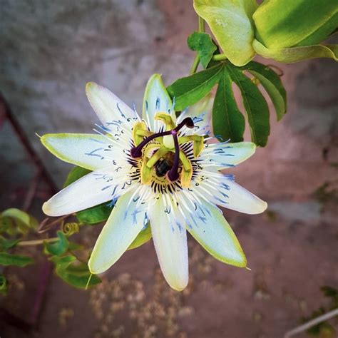 زهرة العليق