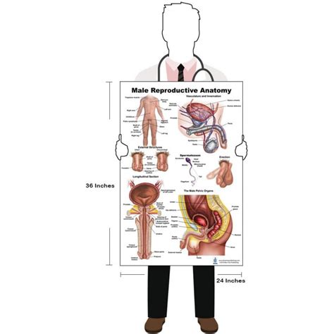 Male Reproductive System Anatomy Posters