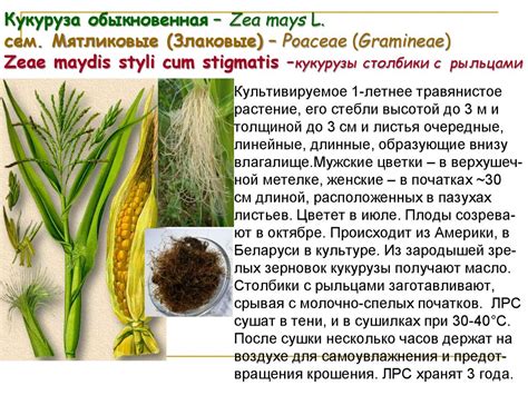 Витамины. Лекарственные растения и сырье, содержащие витамины - online ...