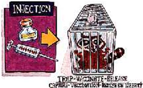 The Gable S Raccoon Rabies Info