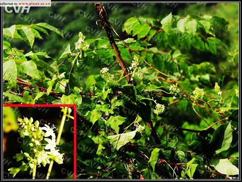 翼蓼Pteroxygonum giraldii Damm et Diels 植物通