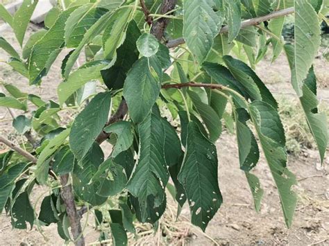 林果科技大讲堂：你知道林业病虫害有哪些吗 林木 种植 生物